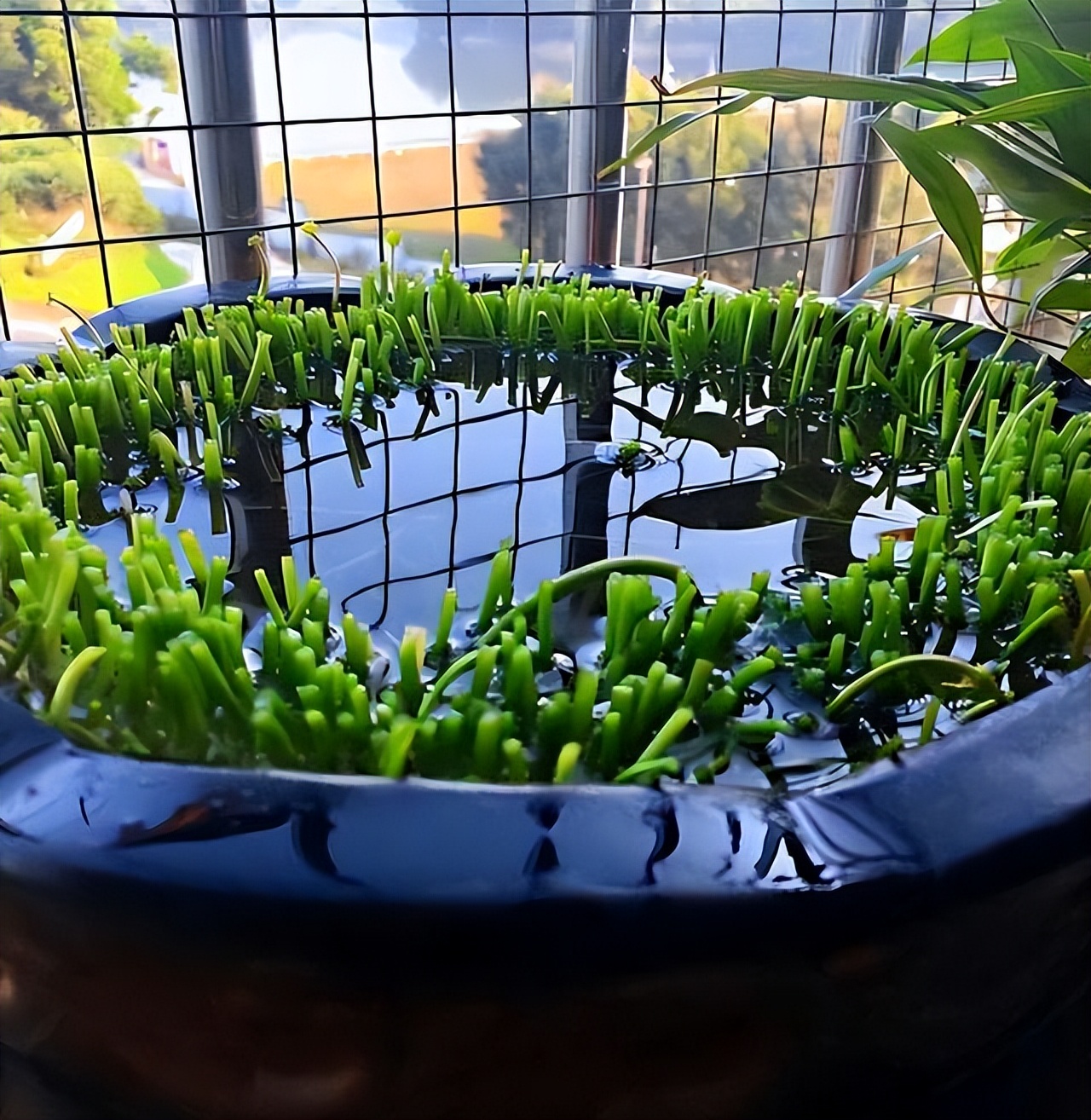 When climbing a mountain, when you encounter a "resurrection grass ...