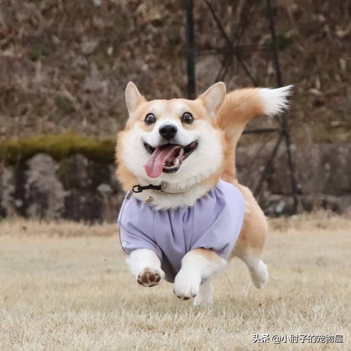 Docking the corgi's tail is to protect the corgi?Calls for a ban on ...