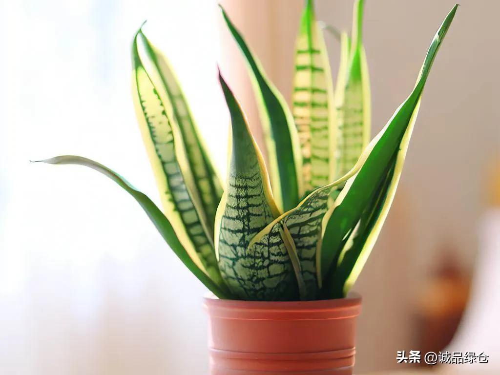 Tiger Pilan, the guardian of beauty in the sun - iNEWS