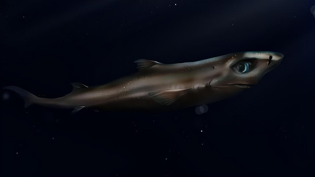Diverse Sharks: Come see the world's smallest, strangest and deepest ...