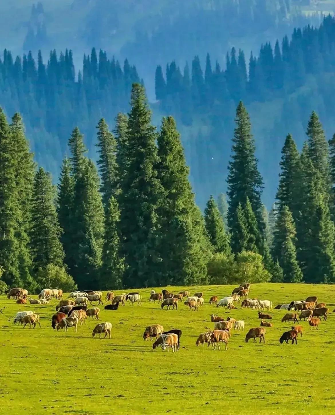 Welcome to Damei Xinjiang - iNEWS