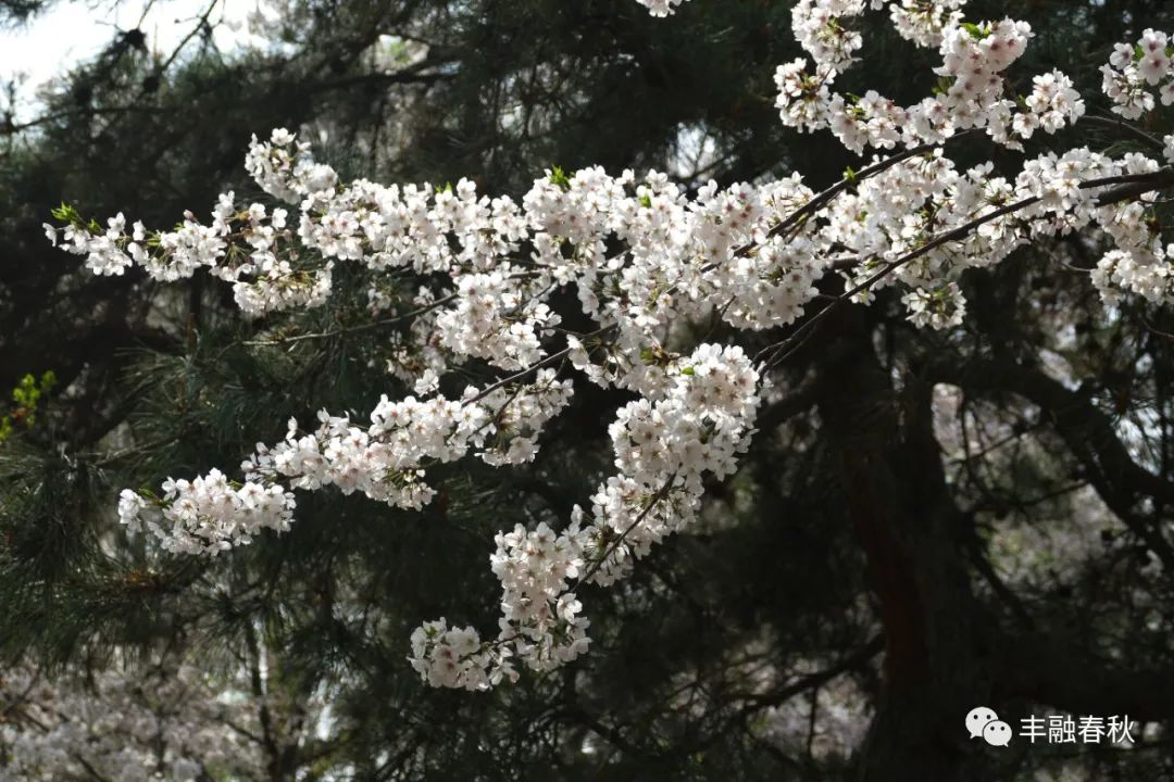 Qinyuan Spring Tour Yuyuantan Park - iMedia