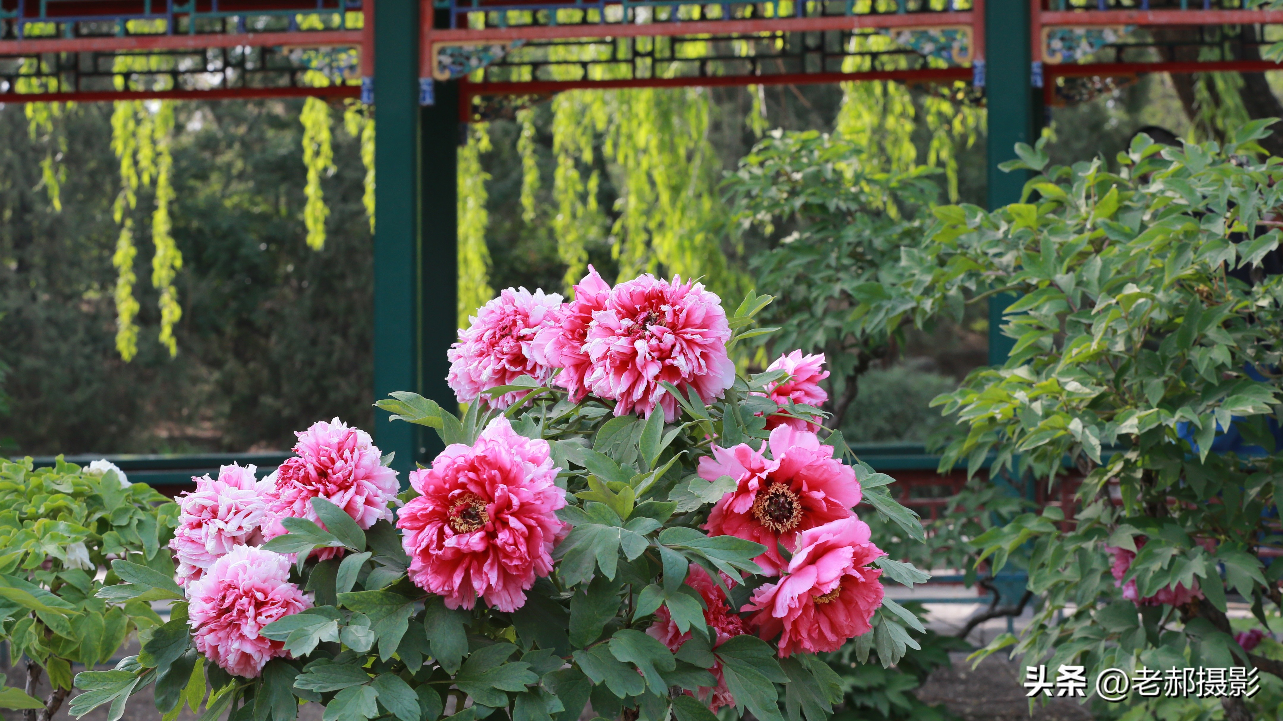 Only peonies are truly national, peonies are appreciated inside and ...