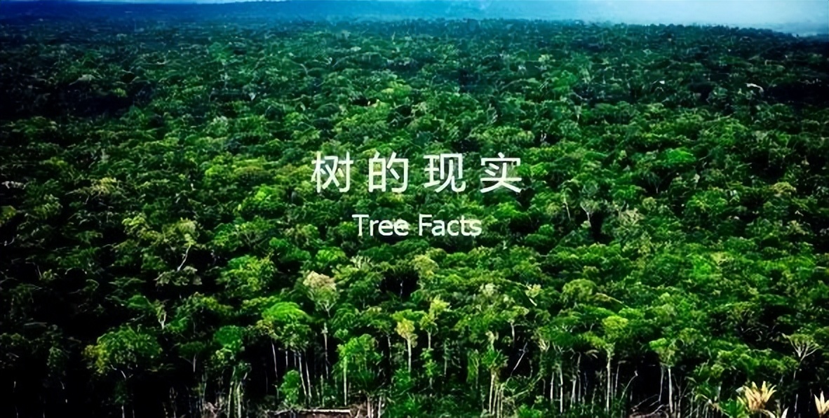 The world's forests are disappearing at an "astonishing speed"! - iMedia