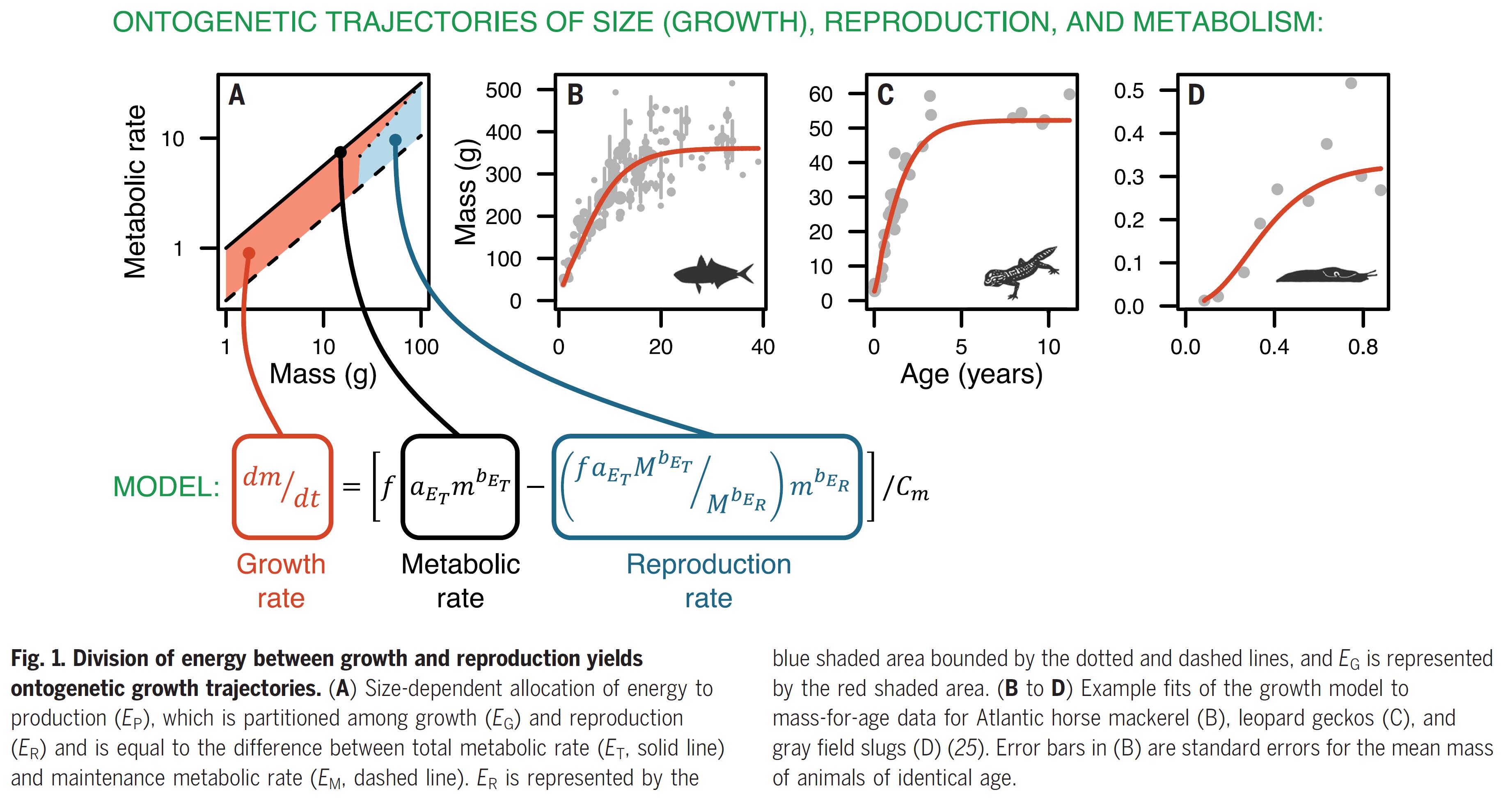 New model sheds light on why animals' diverse metabolic rates and sizes ...