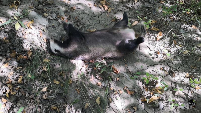 Xinjiang found a "mountain badger", with a pig nose and claws on its ...