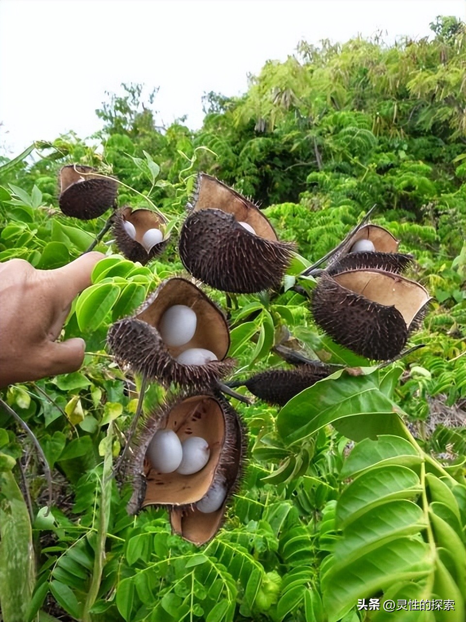 Uncovering the masterpieces of nature: fruit like a bird's nest and ...