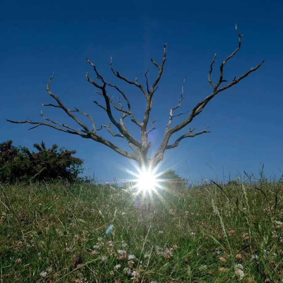 Lu Xun: The cowardly are angry, but draw their swords towards the ...