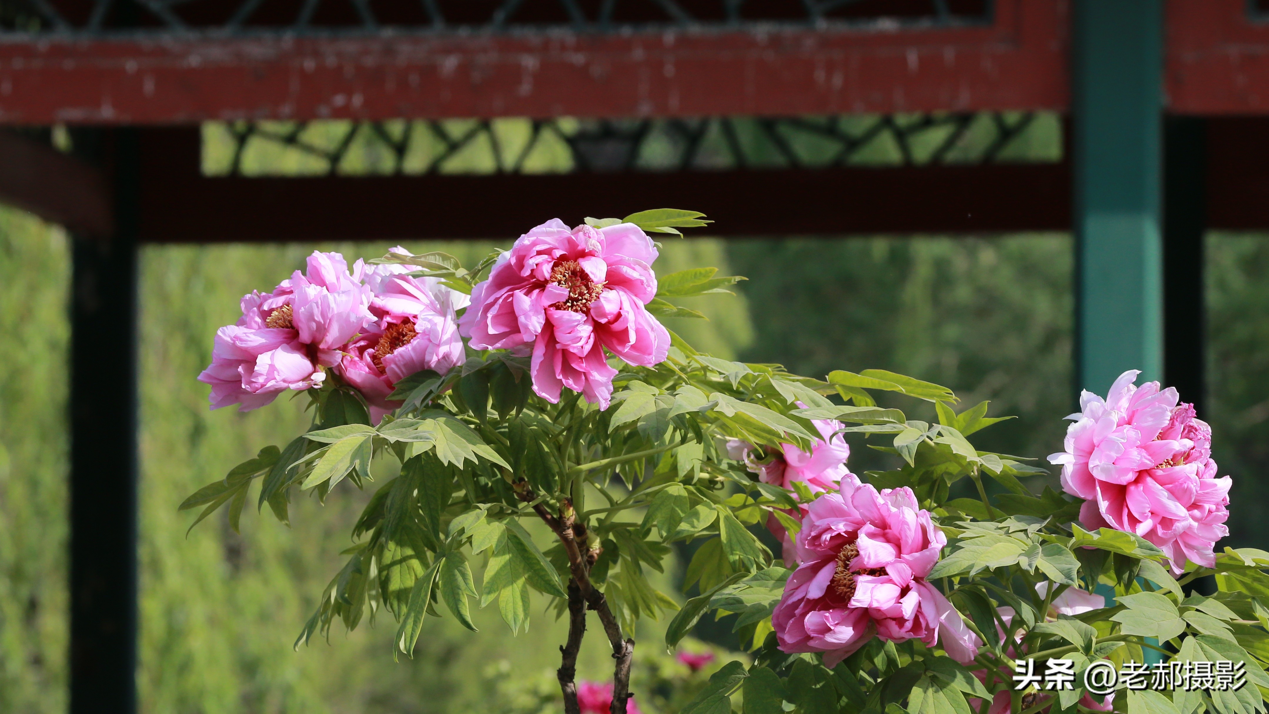 Only peonies are truly national, peonies are appreciated inside and ...
