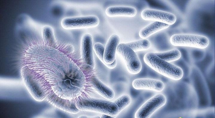 How big is the largest bacteria?This bacterium is two centimeters long ...