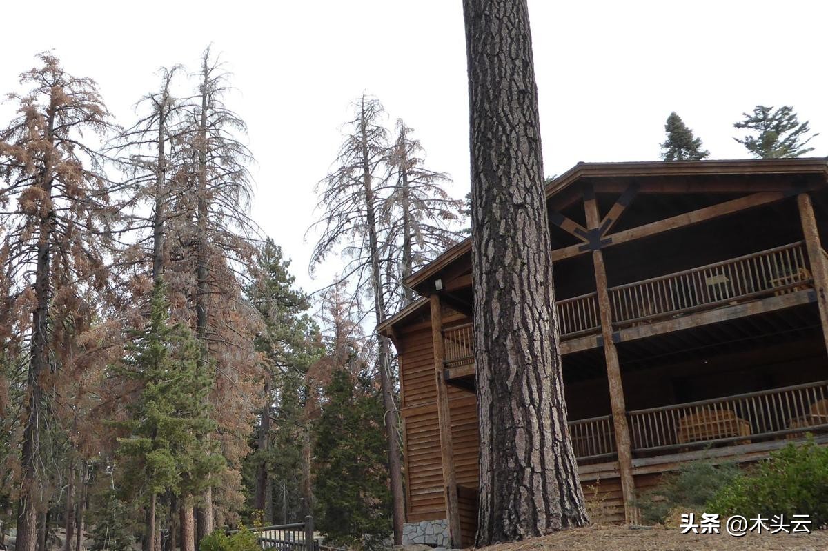 American firs are dying in record numbers - iNEWS