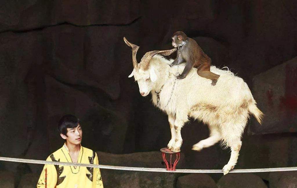 What do Sun Wukong and the one-armed monkey Xingxing have in common ...