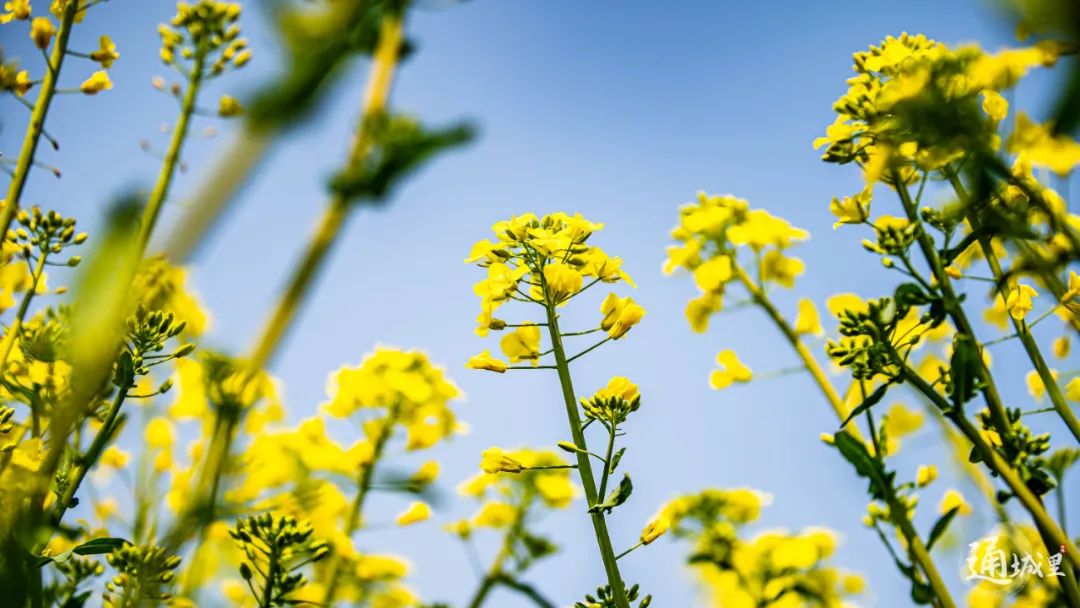 Rapeseed: all blooming - iNEWS