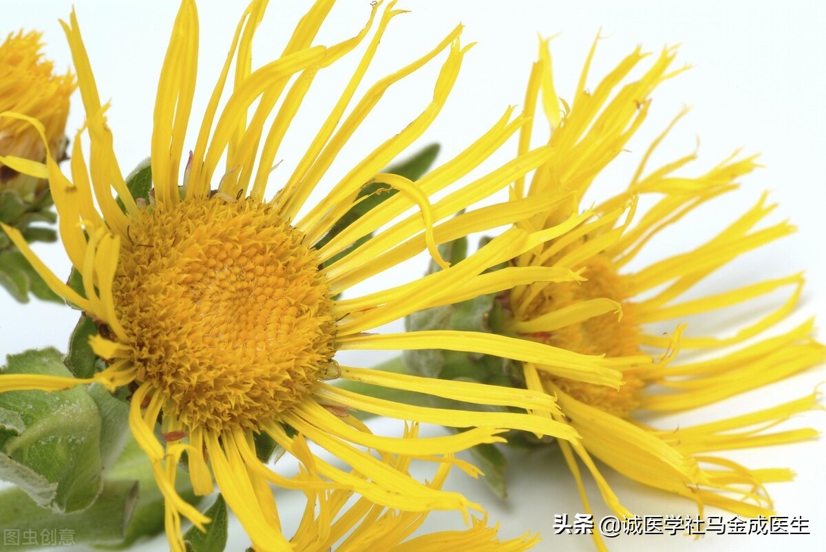 Excessive phlegm, cough and asthma, frequent hiccups, inula flower ...