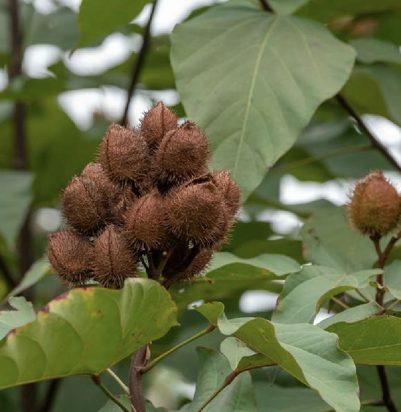 Natural pigment tree species-annatto - iNEWS