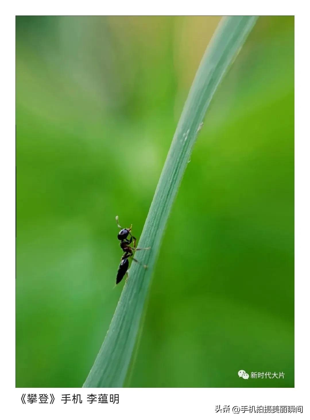 Three benefits of one-handed photography on mobile phones - iNEWS