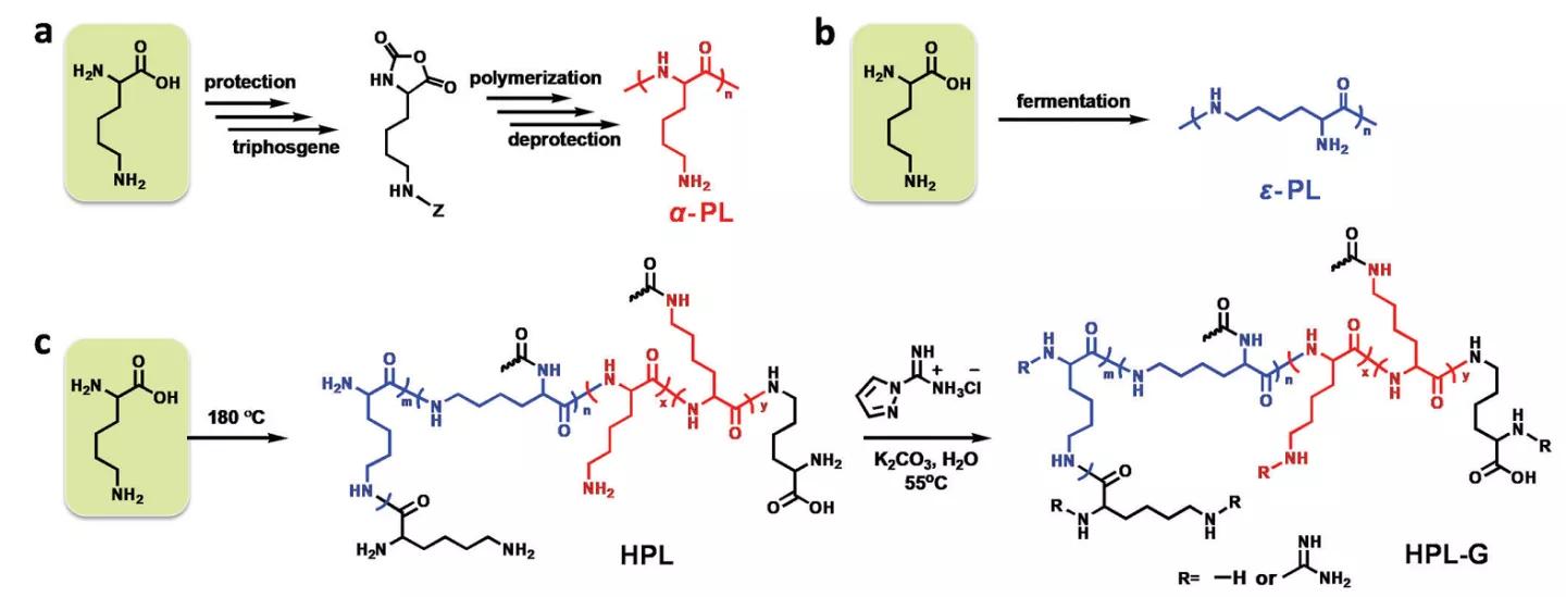 Guanylated hyperbranched polylysine with high in vitro and in vivo ...