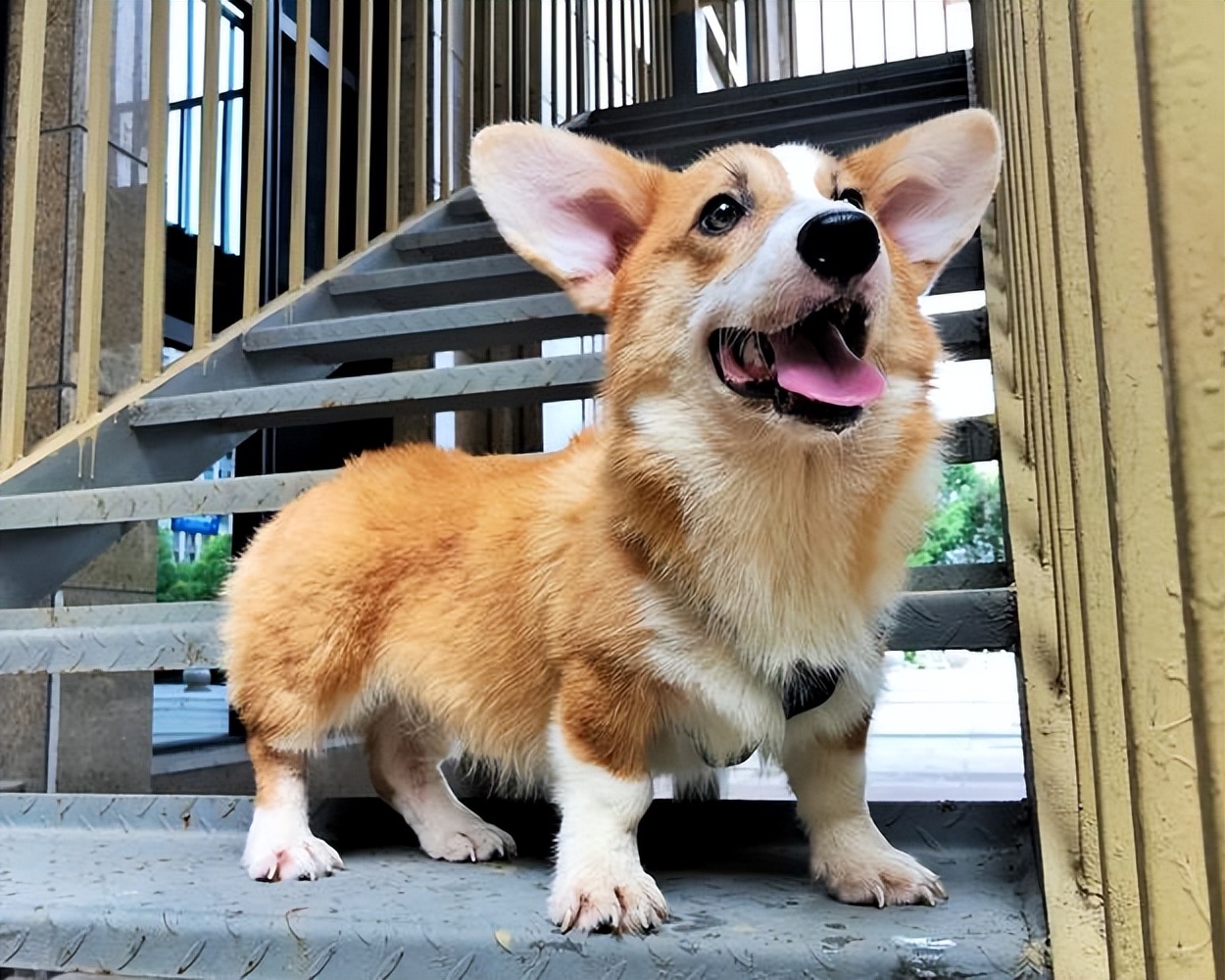 The 6 most "spiritual" dogs, the Chinese Garden Dog is on the list ...