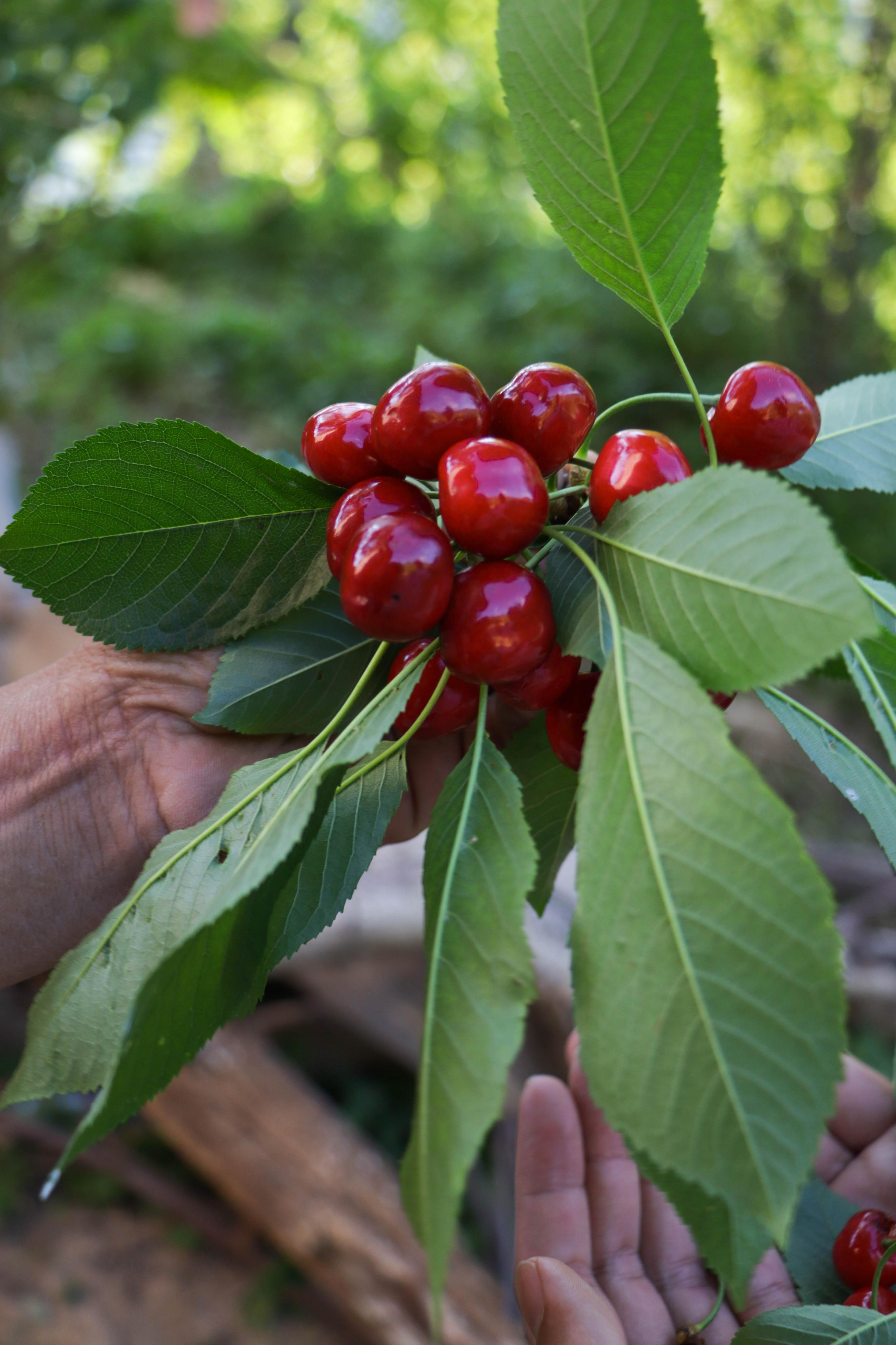 Looking for Chinese cherries, where is the ancestor of the past? - iNEWS