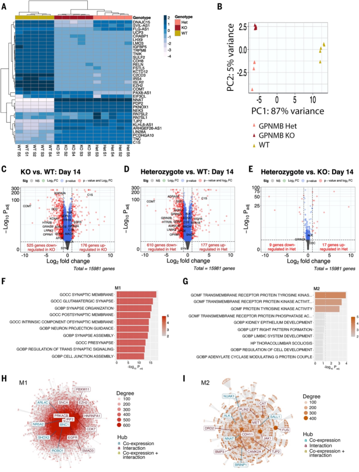 Science: Risk Gene for Parkinson's Disease - GPNMB - iNEWS