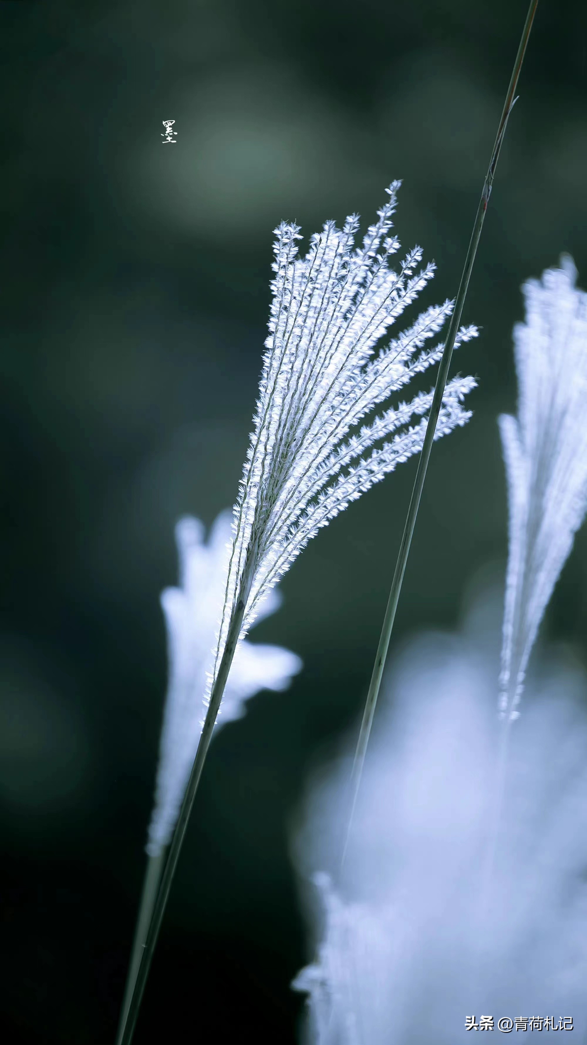 Four poems tell you that life is calm, even if there are three thousand ...