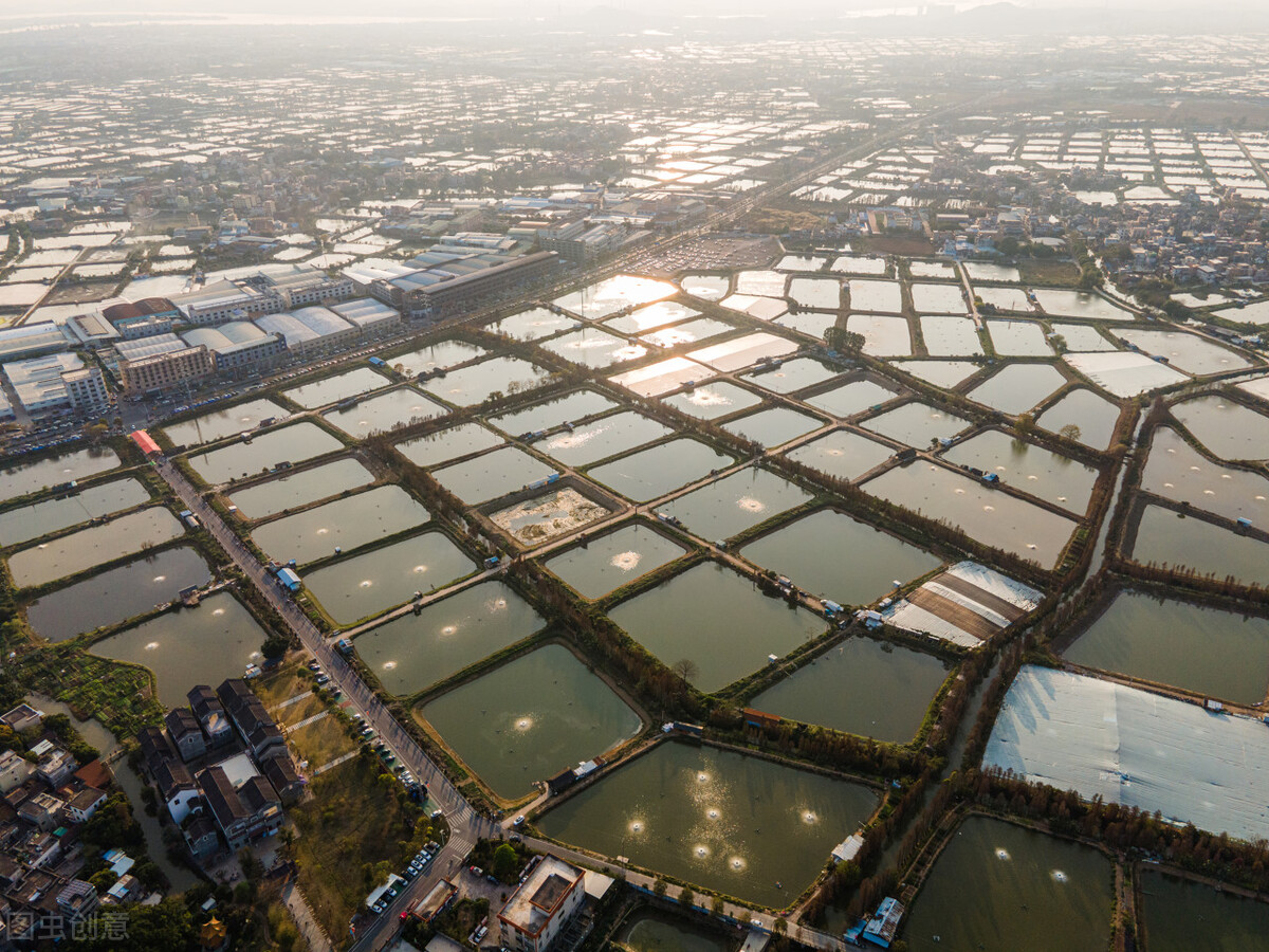 102. Tussah and quilt growing on camphor trees - iMedia