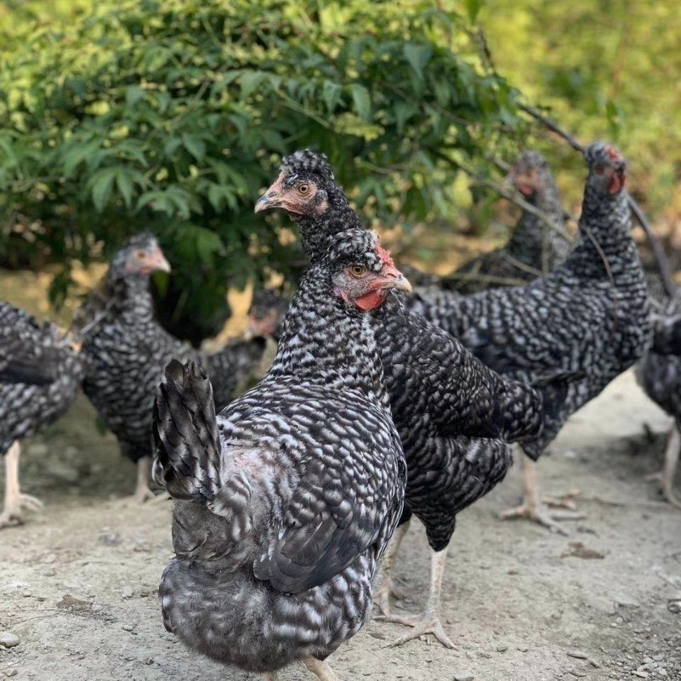 Luhua chicken is a chicken breed with both eggs and meat. - iMedia