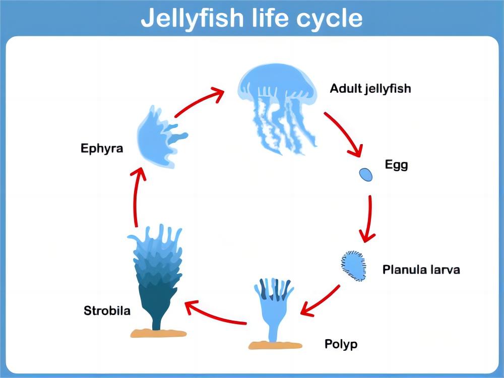 The immortal lighthouse jellyfish: what magic code did it leave behind ...