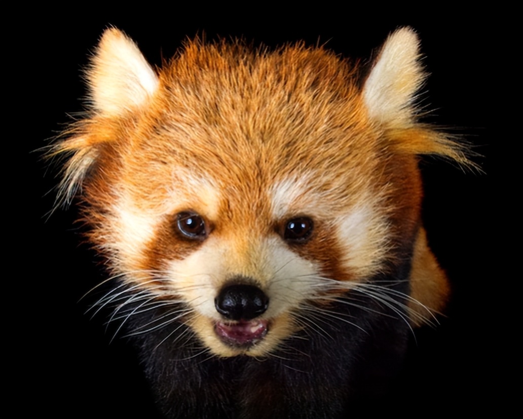 red panda - iNEWS