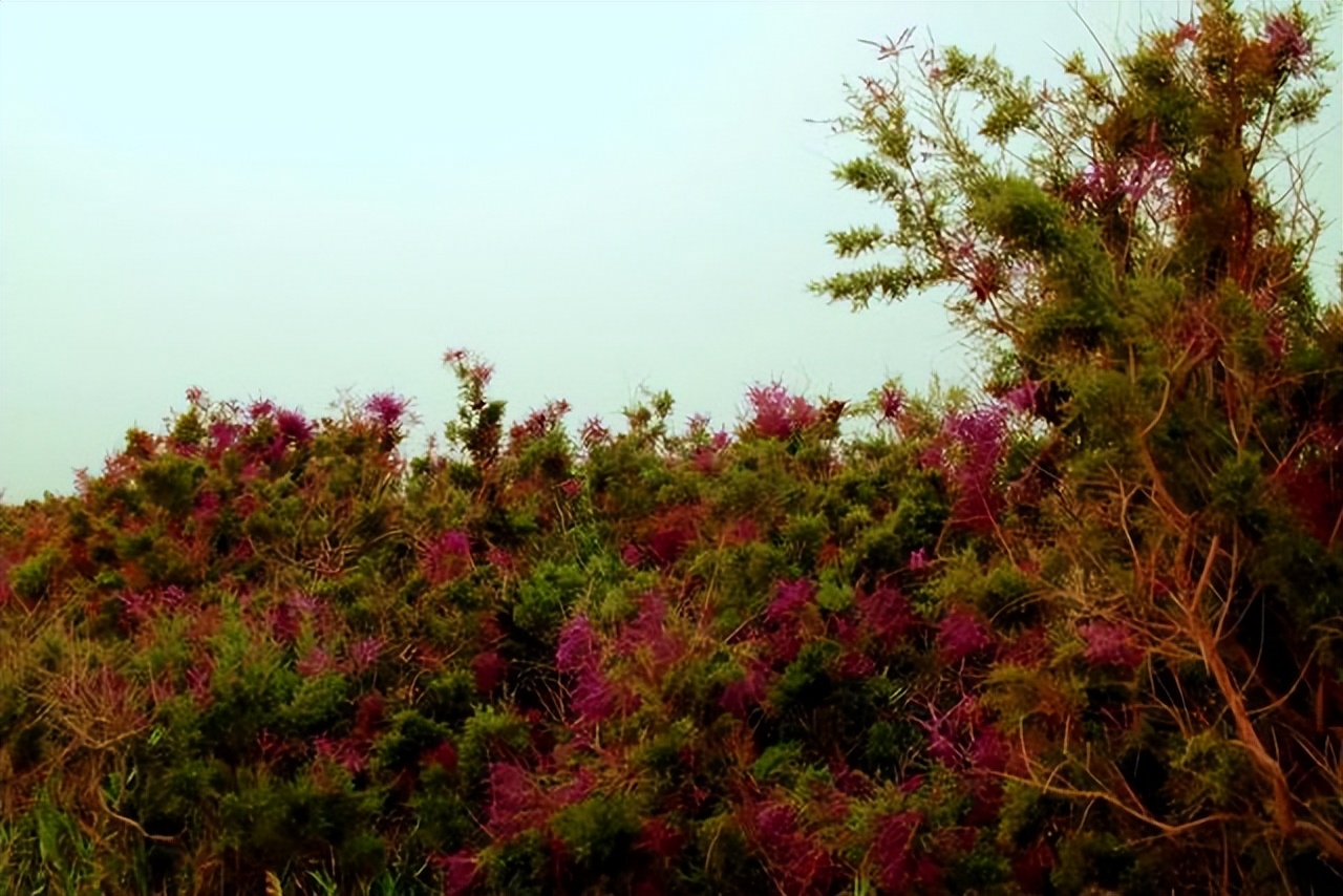 "Red Willow Baby" appeared many times in Xinjiang Tianshan? He is less ...