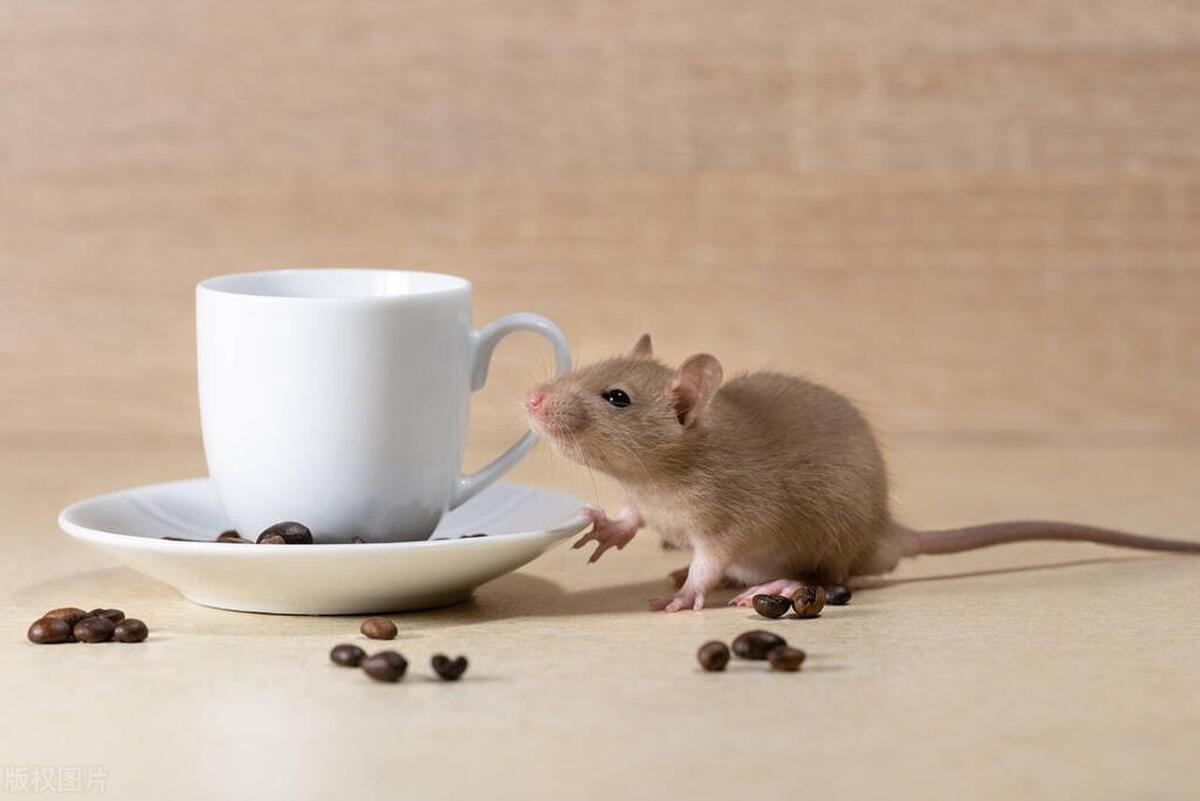 We all know that mice are timid and run away when they see people, so ...