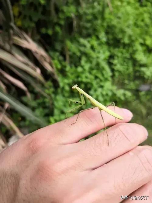 Poems: "Mantis" in Insects - iNEWS