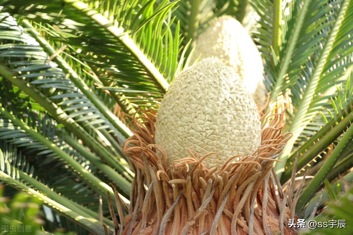 Iron-loving plants - how to care for iron trees - iNEWS