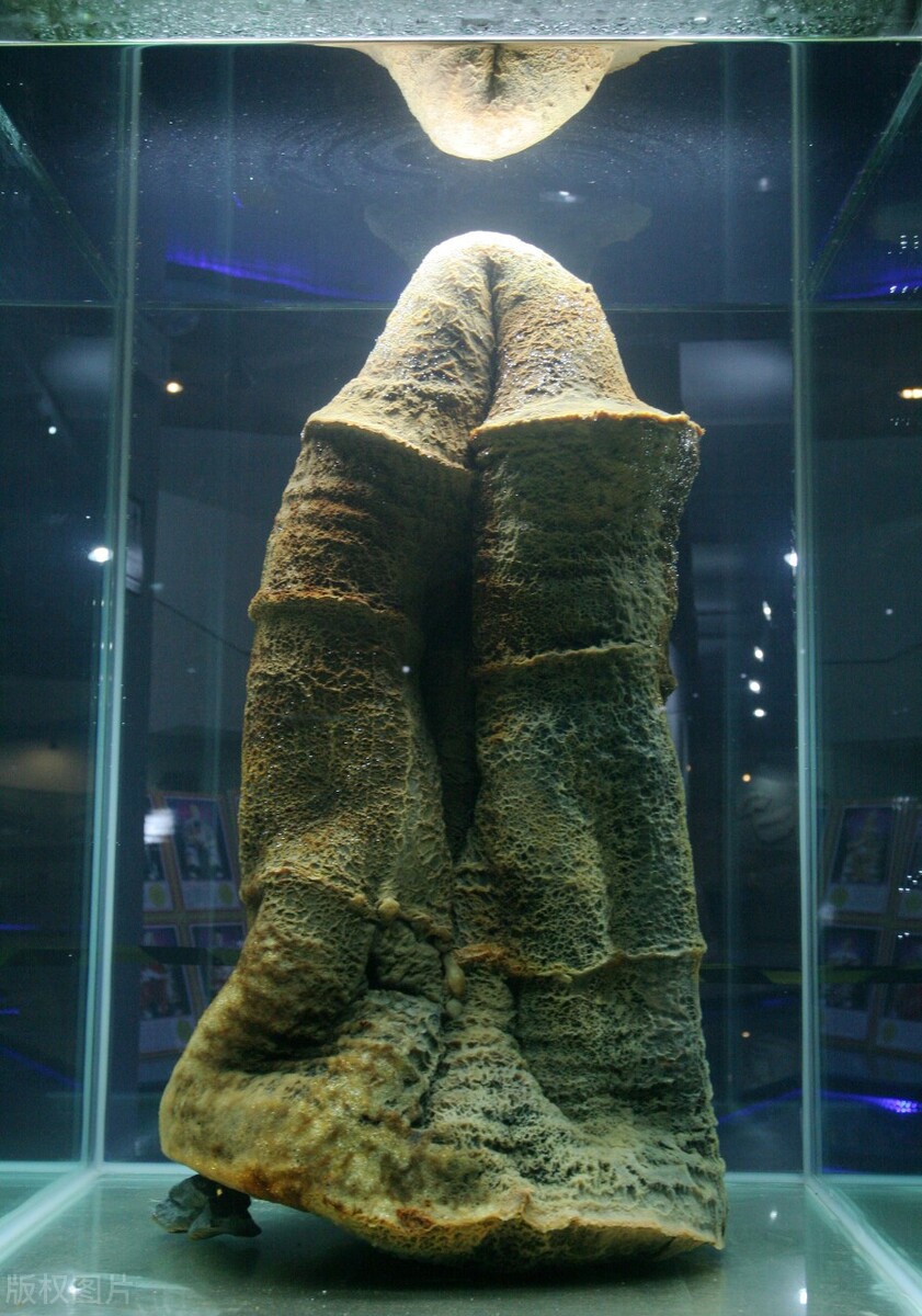 Tai Sui or Meat Ganoderma - iNEWS