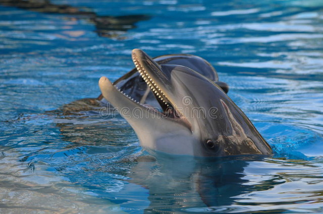Dolphins' sleep secrets will open your eyes! - iMedia
