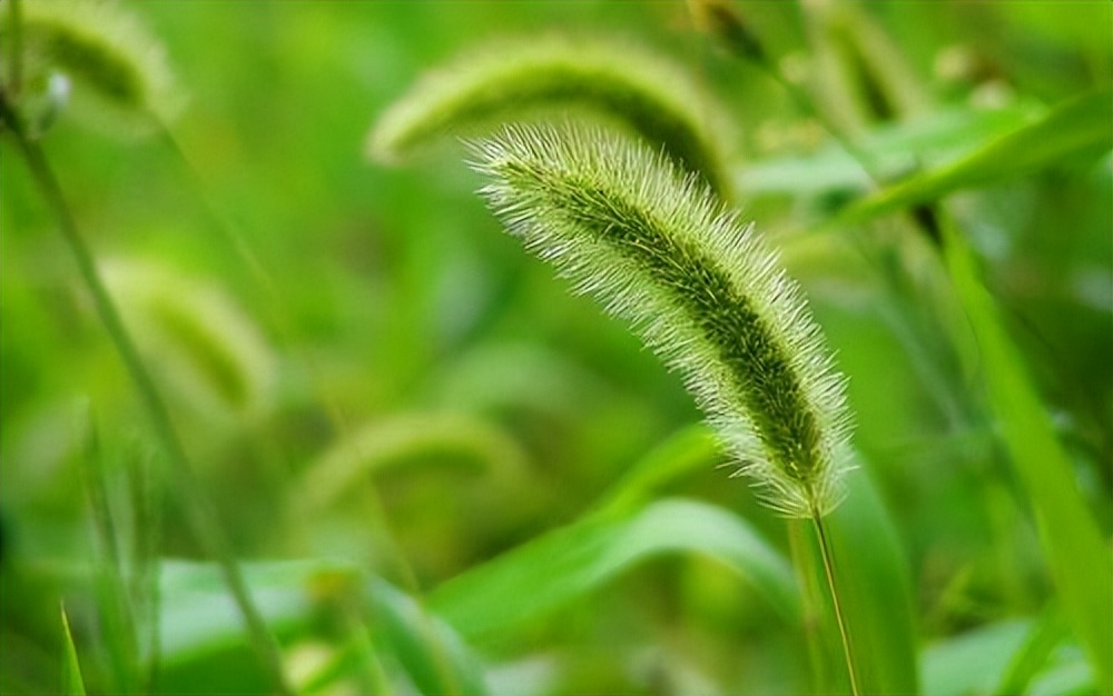 "Dog's tail grass" is a treasure. If you insist on using it to boil ...