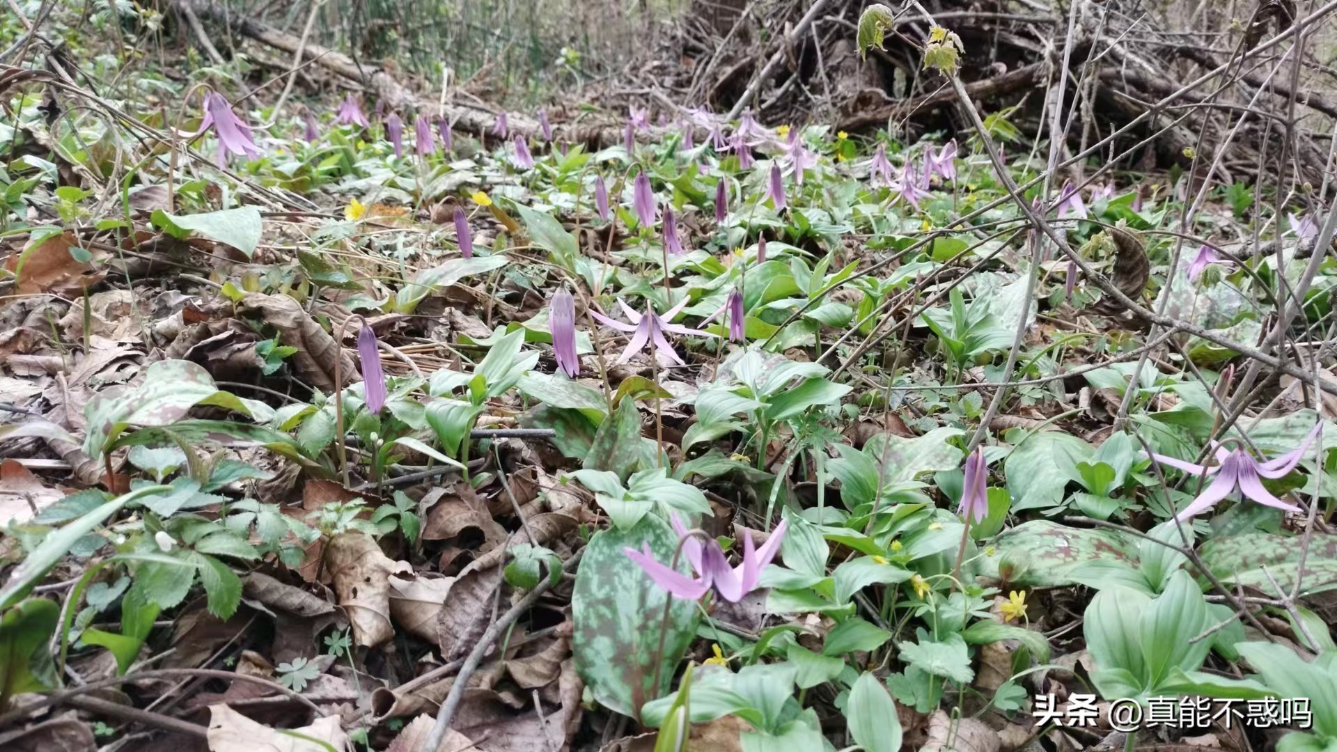 A bit beautiful boar tooth flower - iNEWS