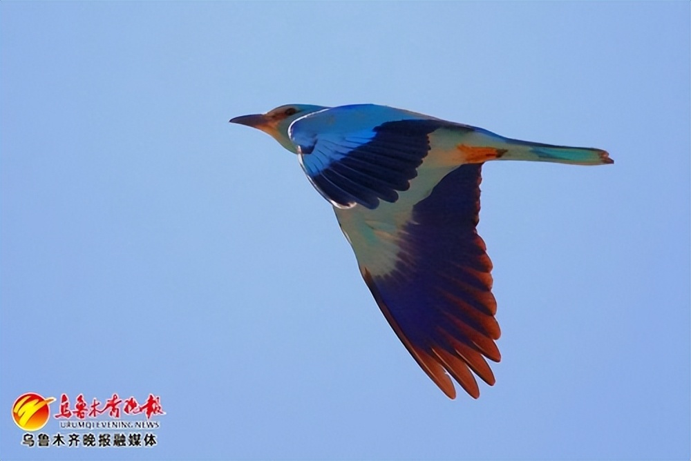 The "Four Beauties" in the bird world of Xinjiang can be seen in Urumqi ...