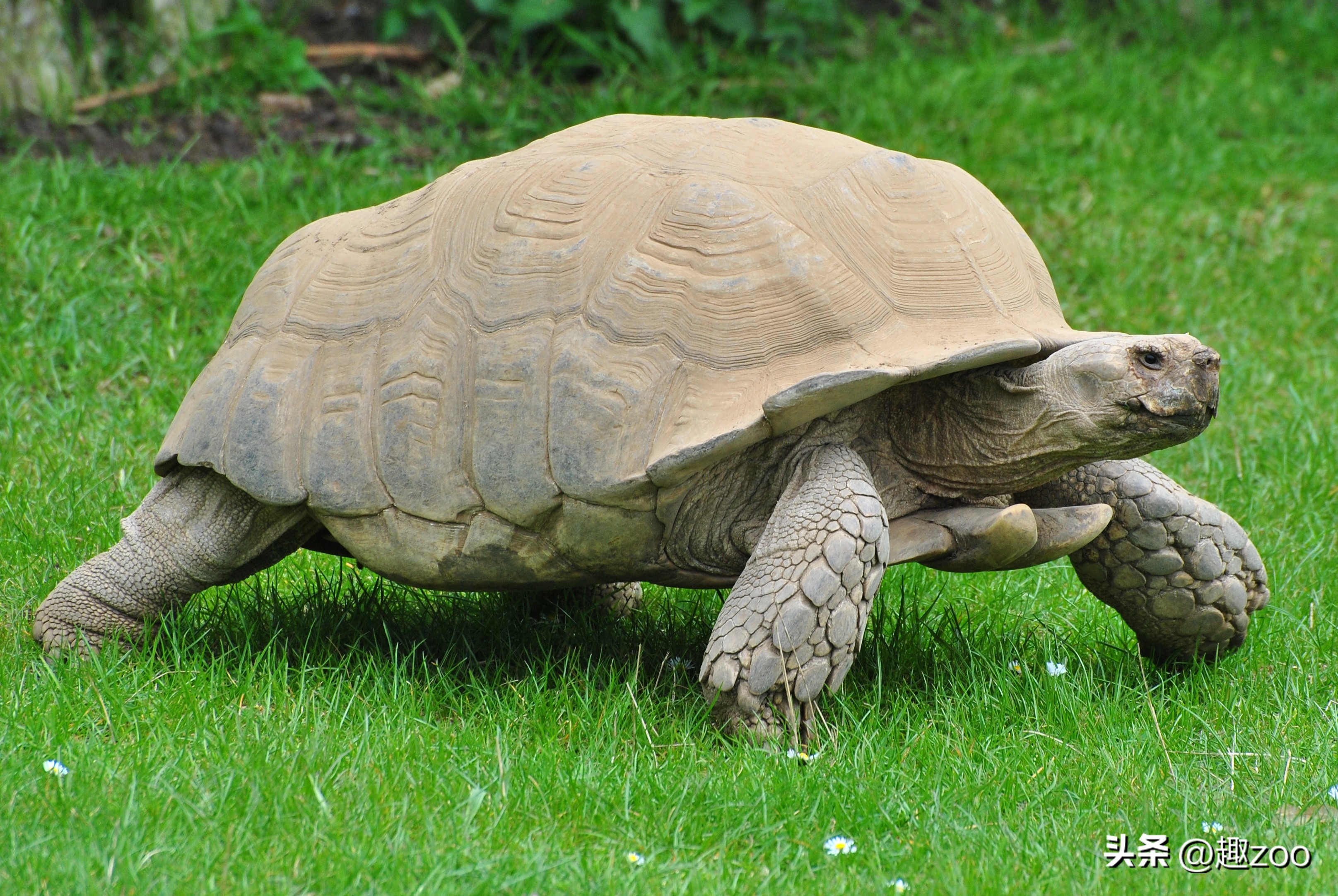 Top 10 Most Expensive Turtles In The World - iNEWS