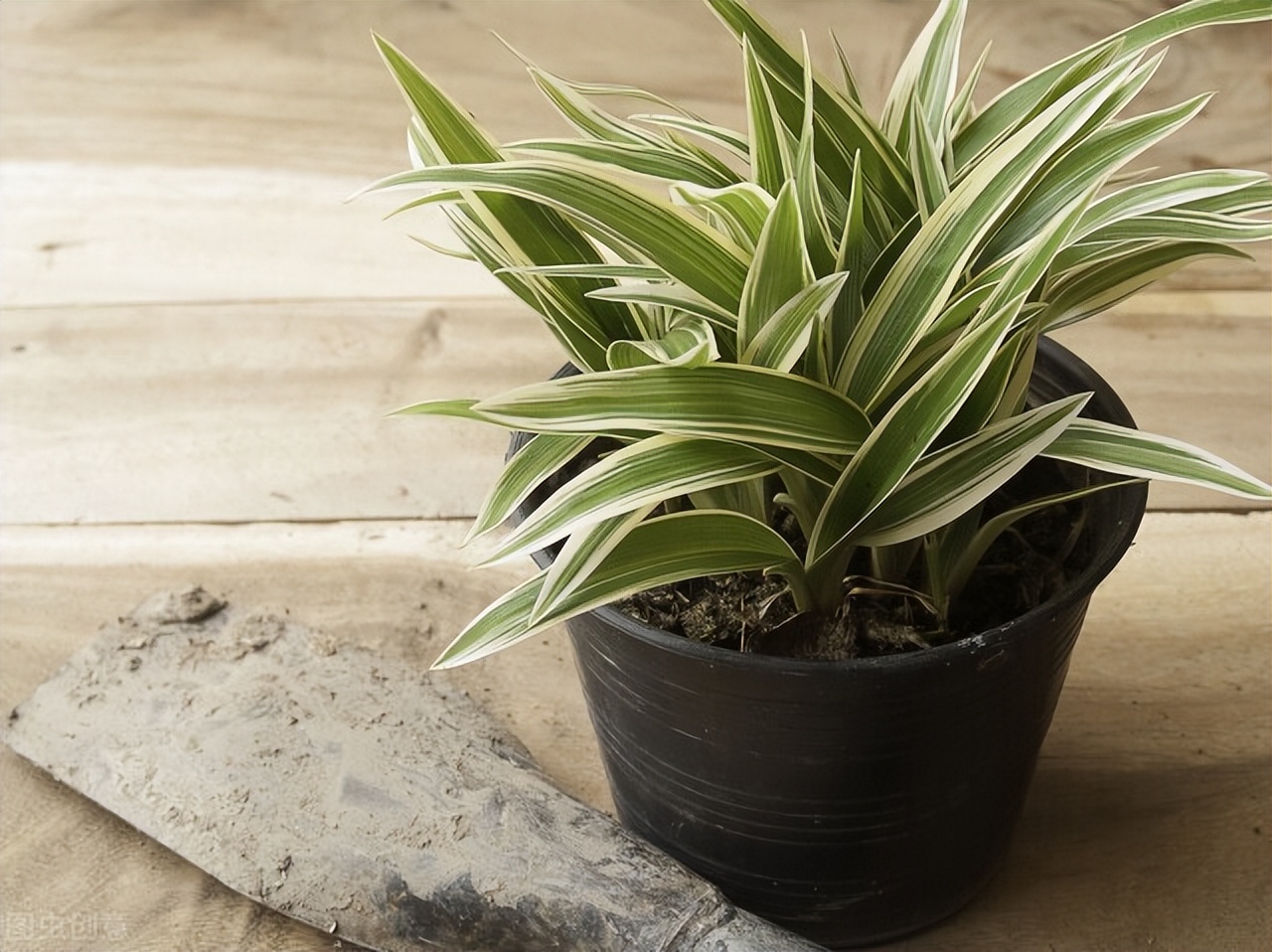 How to raise spider plants with rolled leaves - iNEWS