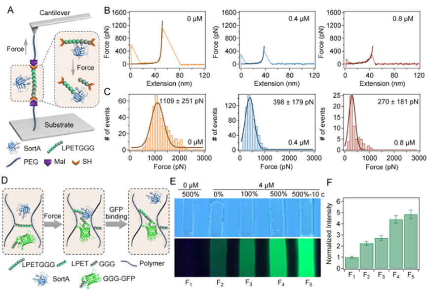 "Angew》Nanjing University: Strongly reversible covalent double network ...
