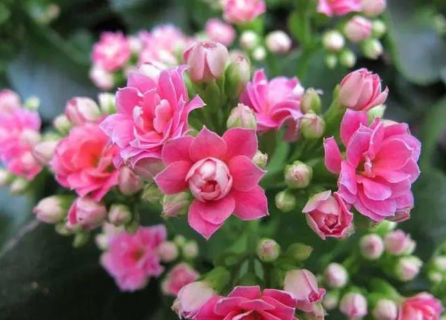 Why do everyone like to grow longevity flowers? - iNEWS