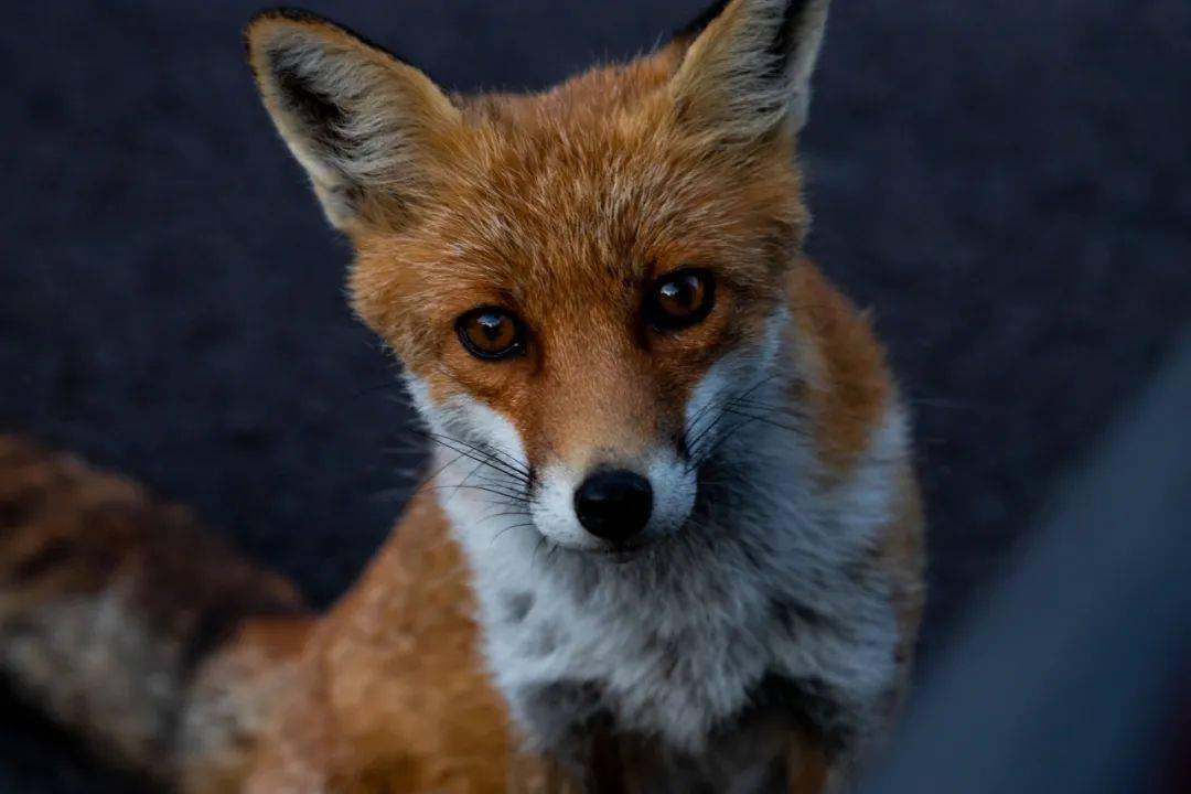 The top-notch "red fox" in the fox world - iNEWS