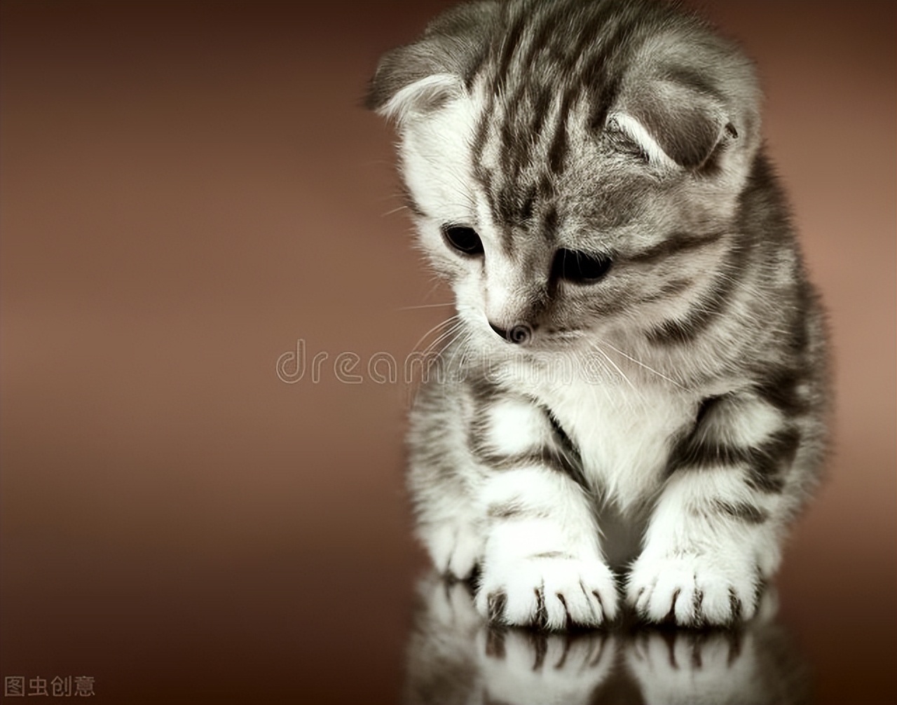 How is feline mammary gland hyperplasia treated?What are the symptoms ...