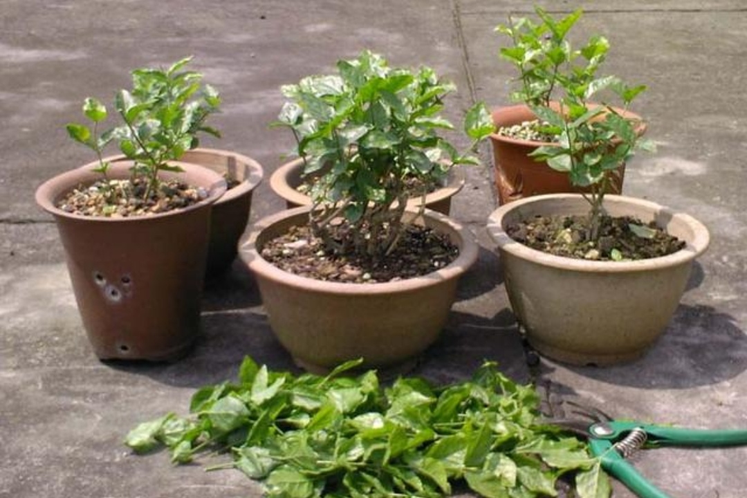 Raise jasmine after winter, do 4 things right, grow prosperous next ...