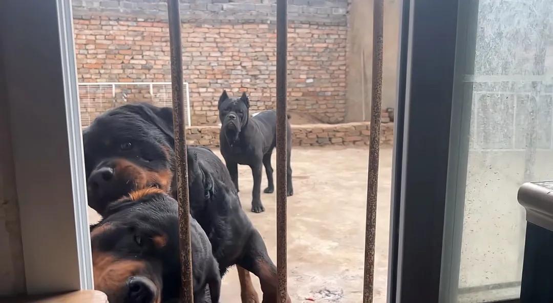 Hobby raising dogs has become my greatest pleasure. - iNEWS