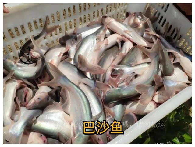 "Longli Fish" is tender and boneless, suitable for all ages. Seafood ...