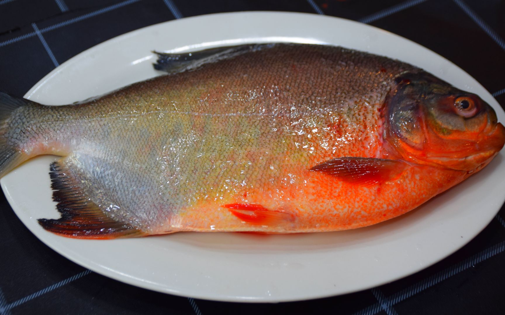 Why has the red pomfret changed from a delicacy in the mouth of a ...