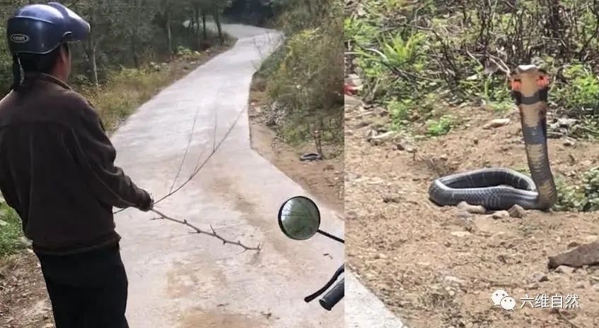 The two men encountered a large snake on the mountain road, and they ...