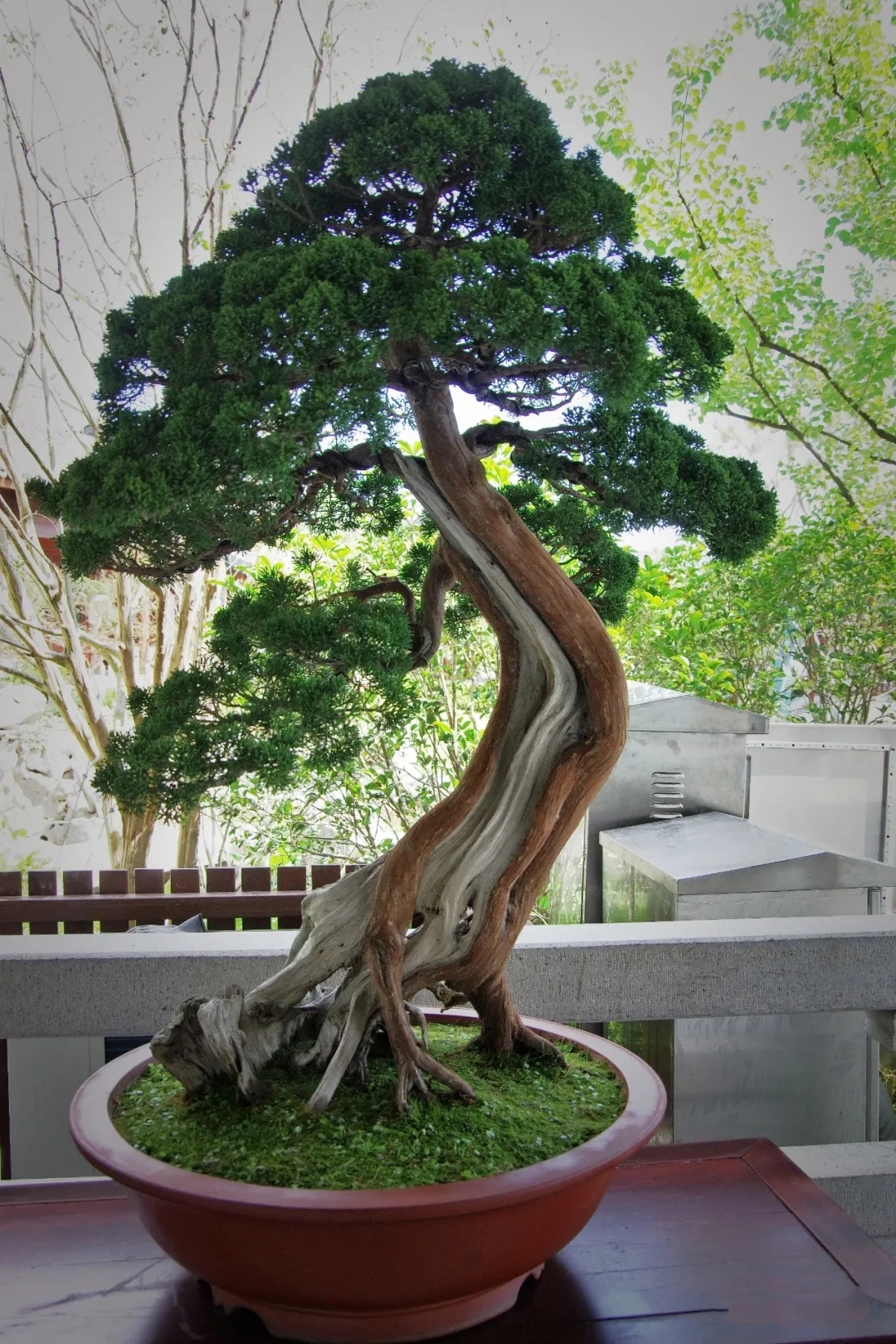A glimpse of the world-famous bonsai garden - Shen Garden - iNEWS